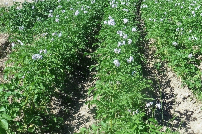 Exploitation maraîchère Manche (50) | Gasnier Agri