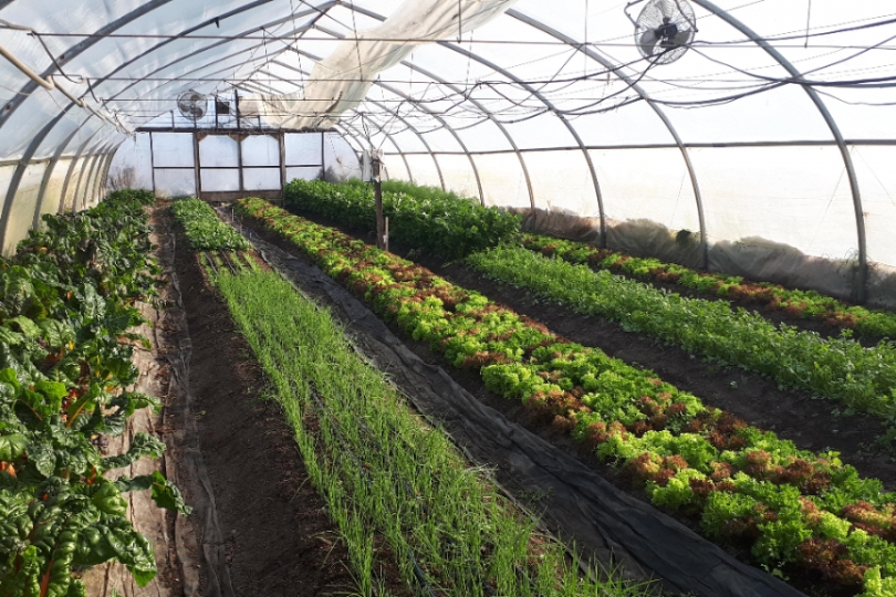 Exploitation maraîchère Manche (50) | Gasnier Agri