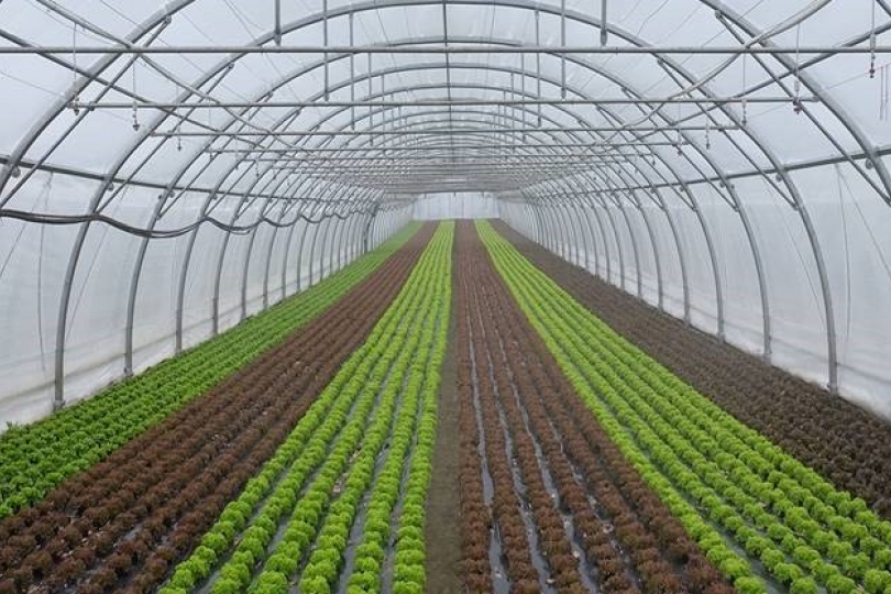 Exploitation maraîchère Manche (50) | Gasnier Agri